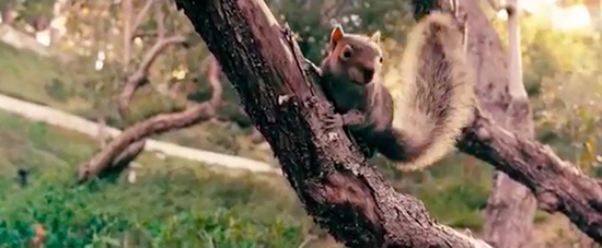 WTF: Early Trailer For Timur Bekmambetov's Movie About Killer Squirrels