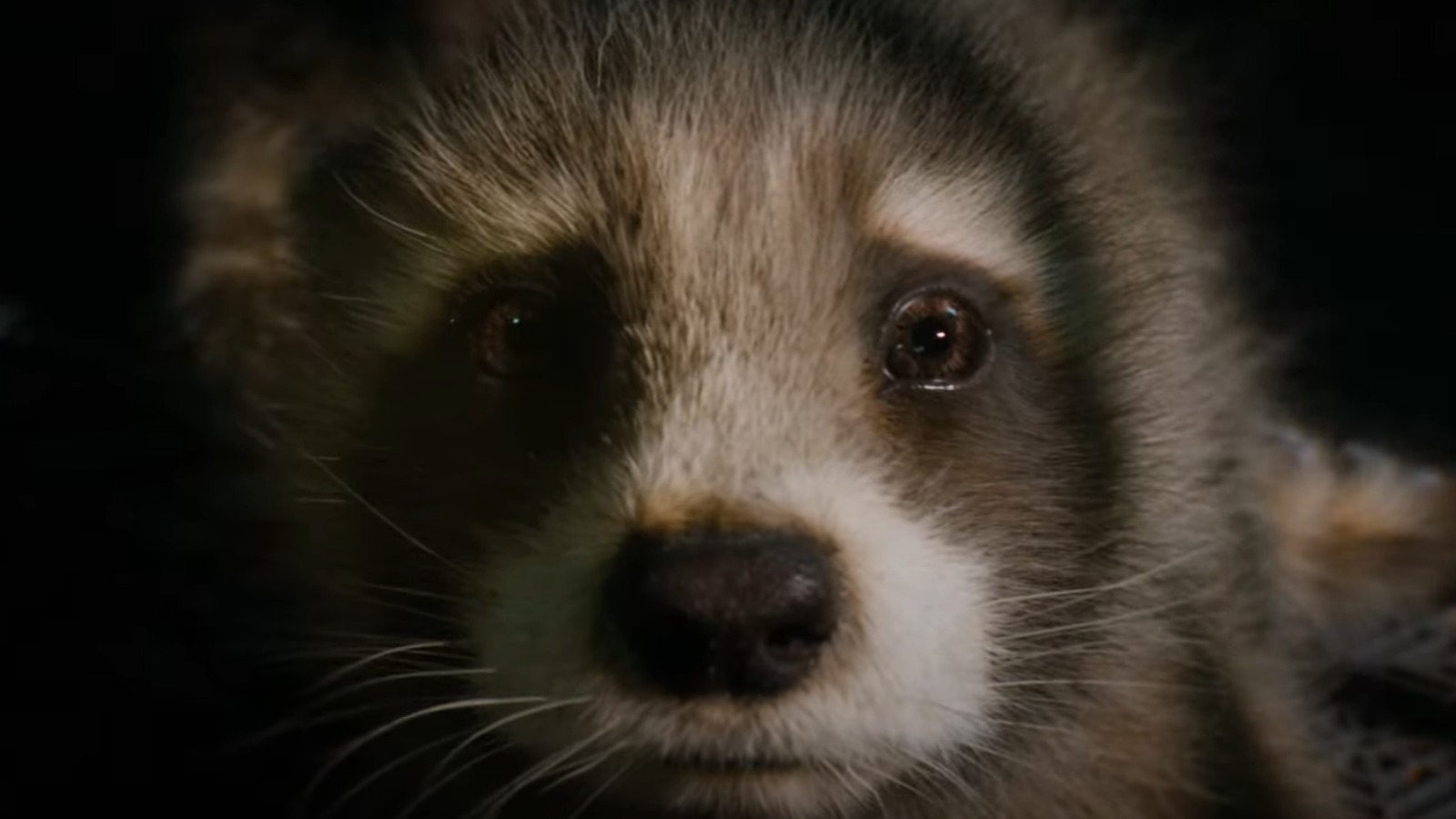 Forget Star-Lord: Rocket Is The Real Lead, And Heart, Of Guardians Of ...