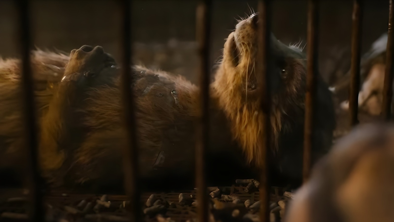Guardians Of The Galaxy Vol. 3 Contains Disturbing Animal Abuse Scenes