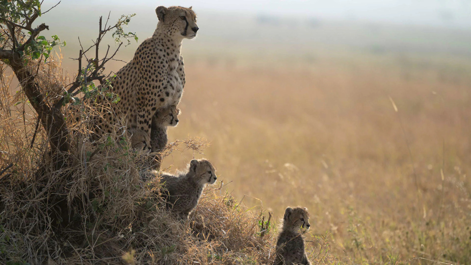 Nature Doc Predators To Be First Co-Production Between Netflix And Sky