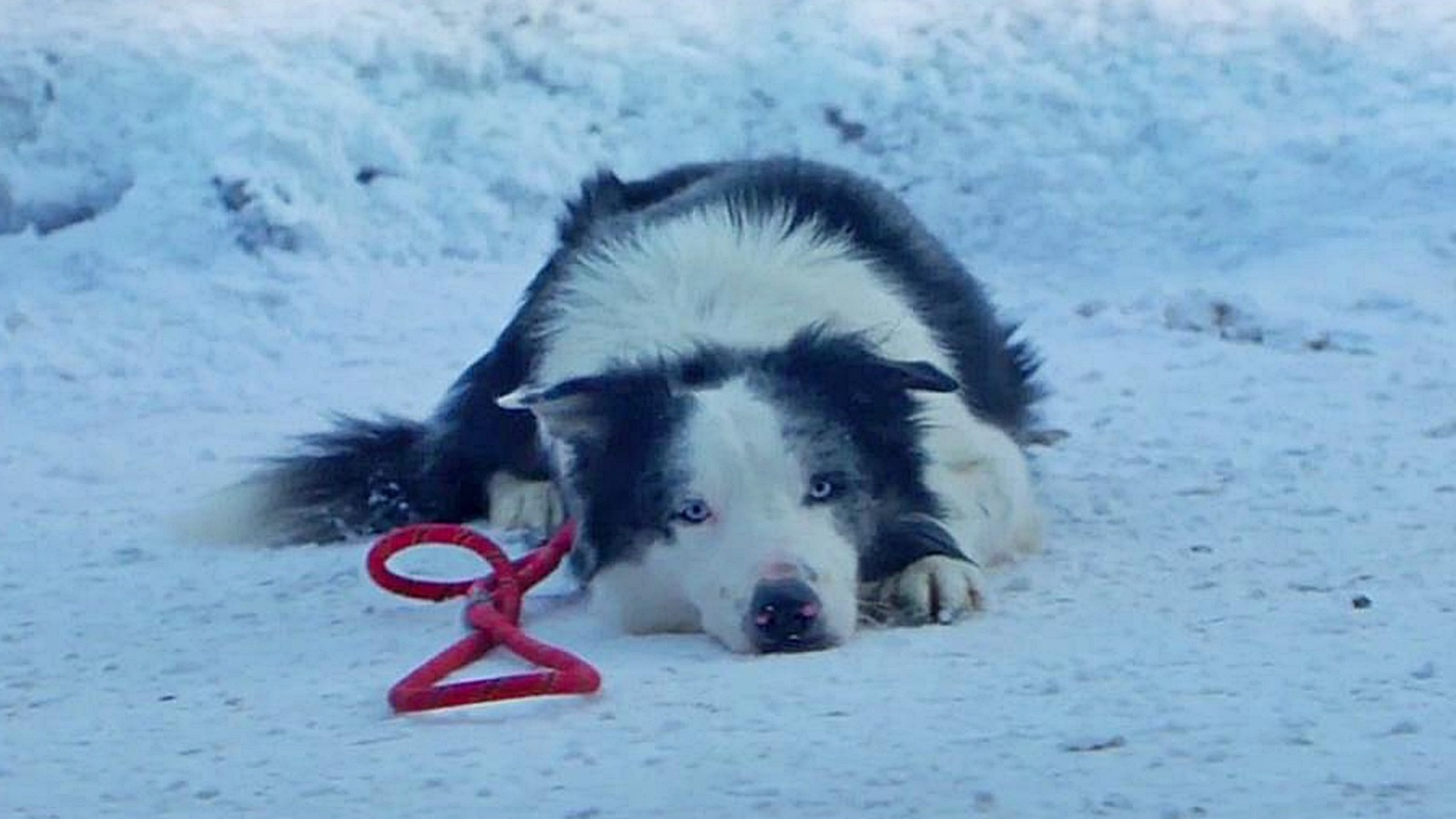 Oscar Standout Messi The Dog Gave One Of The Best Performances Of The Year