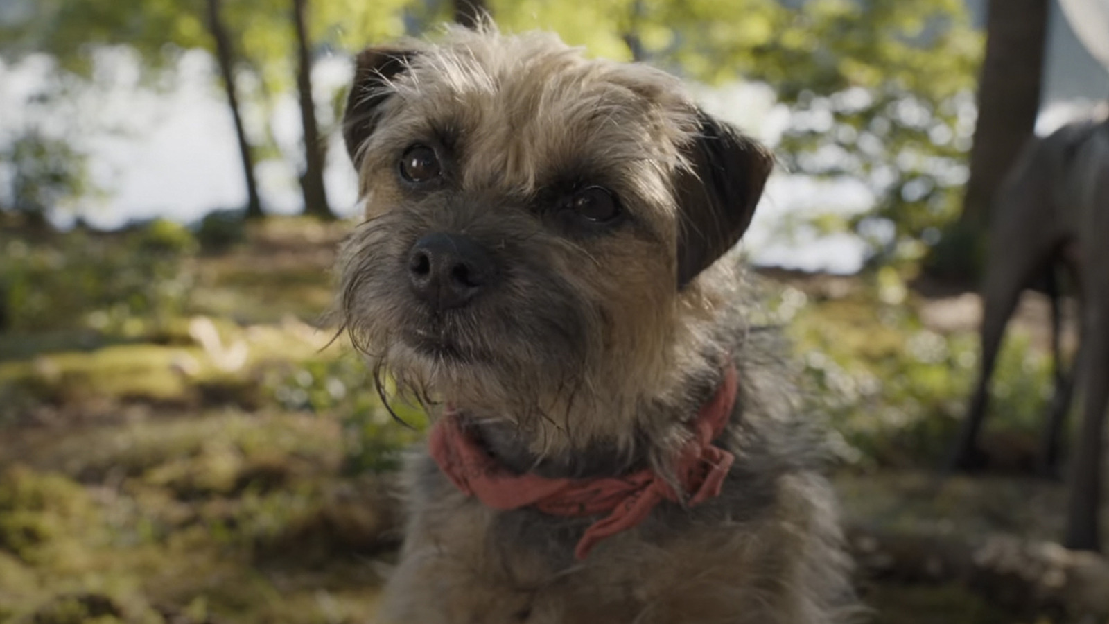 Strays Director On His Stars Getting The Zoomies, His Cinematic ...