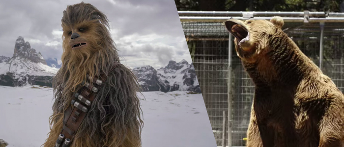 Video: Watch How Skywalker Sound Used A Bear For Chewbacca's Voice In ...