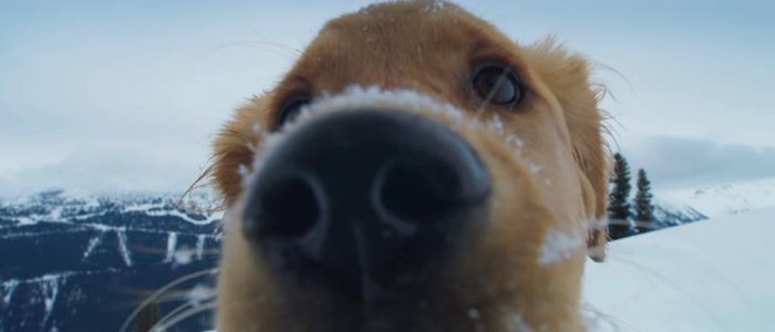'Superpower Dogs' Trailer: They're Good (Superpower) Dogs, Brent