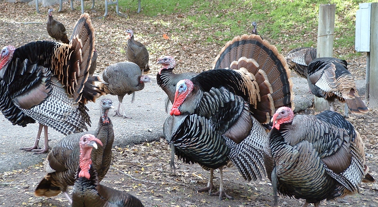 Relativity Announces CG Comedy 'Turkeys', Starring Owen Wilson And ...