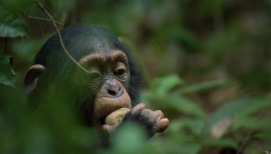 Disneynature's 'Chimpanzee' Trailer