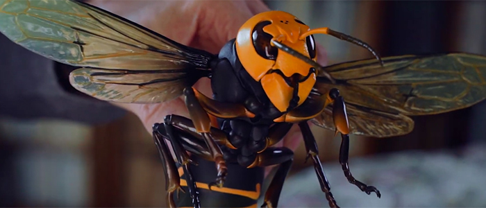 'Attack Of The Murder Hornets' Clip: Discovery+ Documentary Digs Into ...