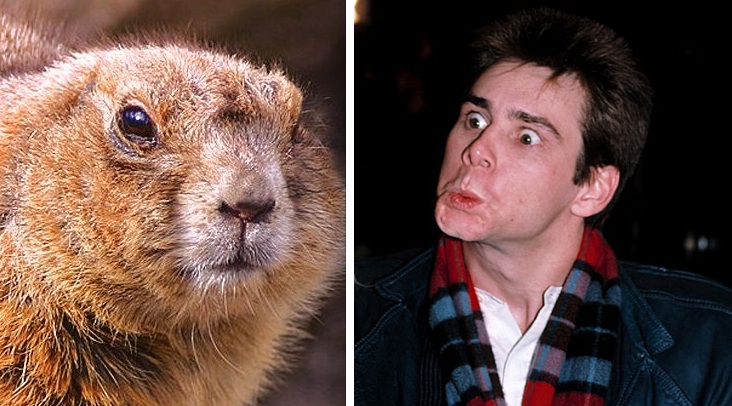 Jim Carrey Takes The Beaver From Steve Carell?