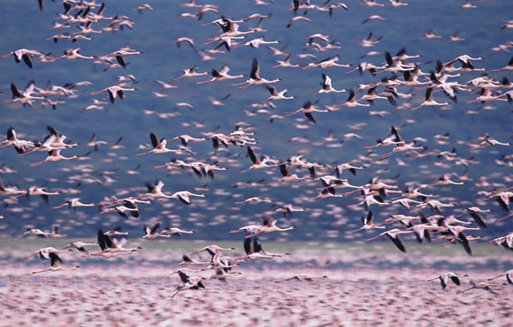 The Best Nature Documentaries You Probably Haven't Seen