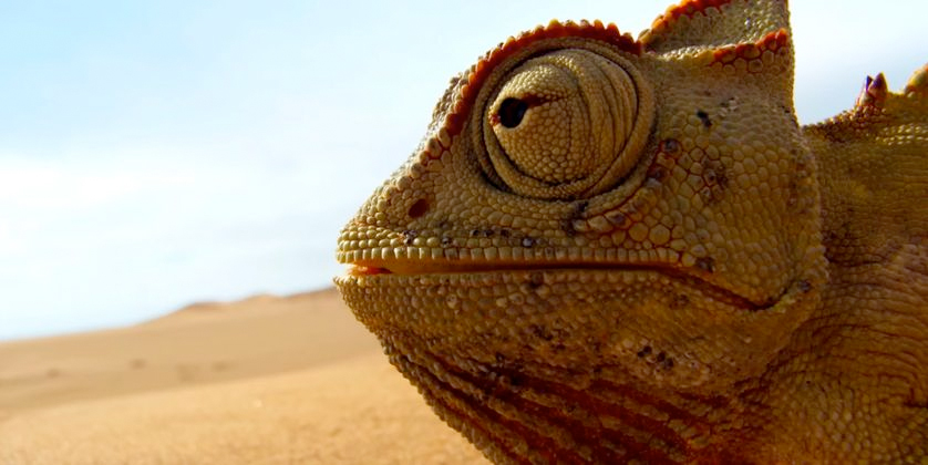 VOTD: The Making of Planet Earth II Shows How BBC Warped Time & More