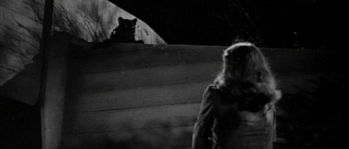 The Best Killer-Cat Horror Movies You've Never Seen