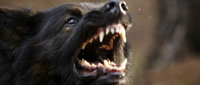 The Best Killer Dog Movies You've Never Seen